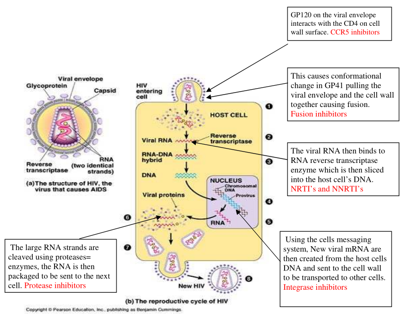 Introduction to HIV (Part 3)